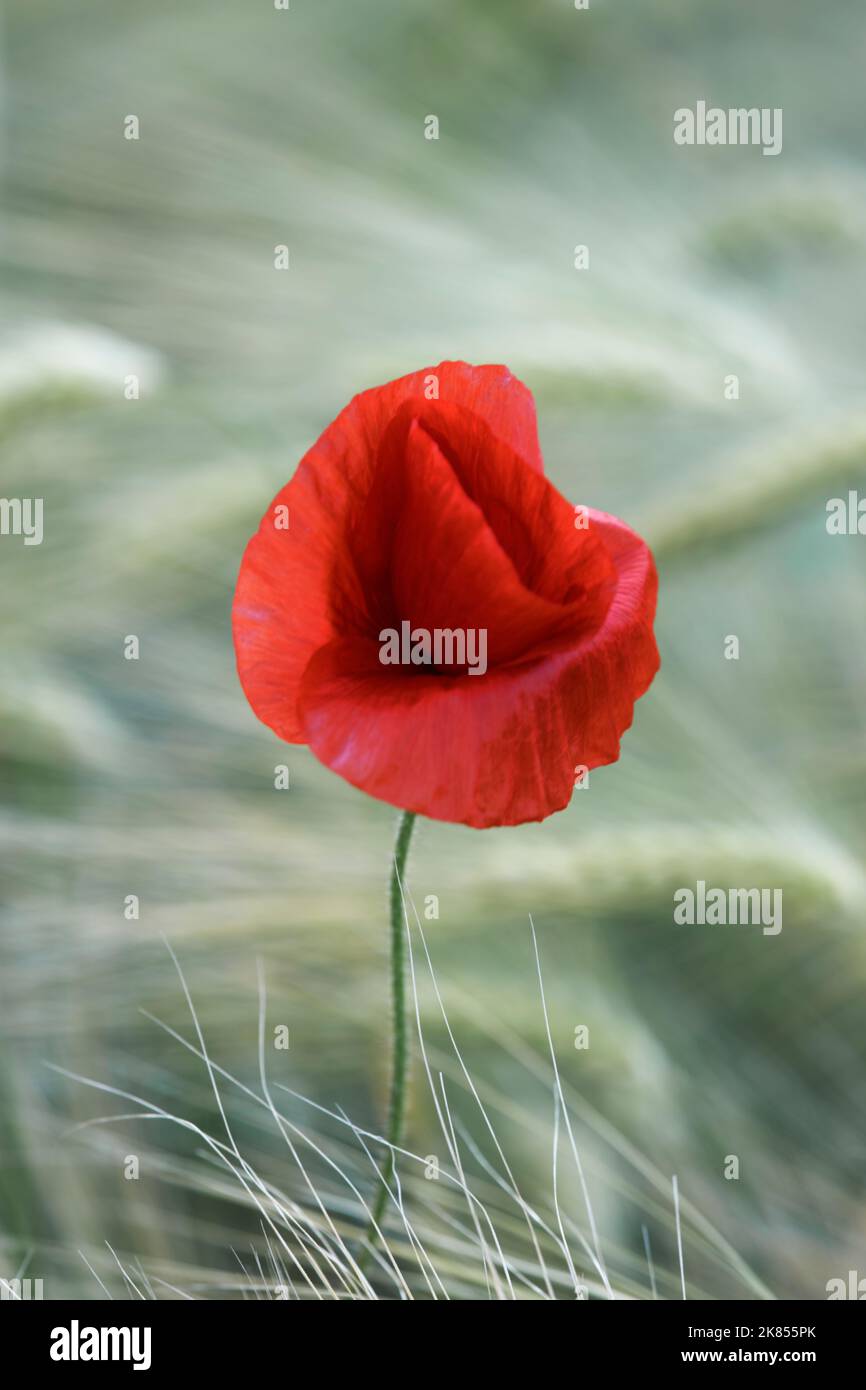 Flanders poppy hi-res stock photography and images - Alamy