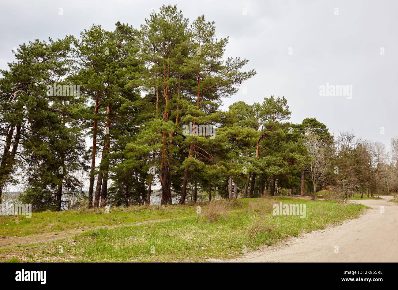 Pine tree forest. Beautiful summer forest on a summers day Stock Photo ...