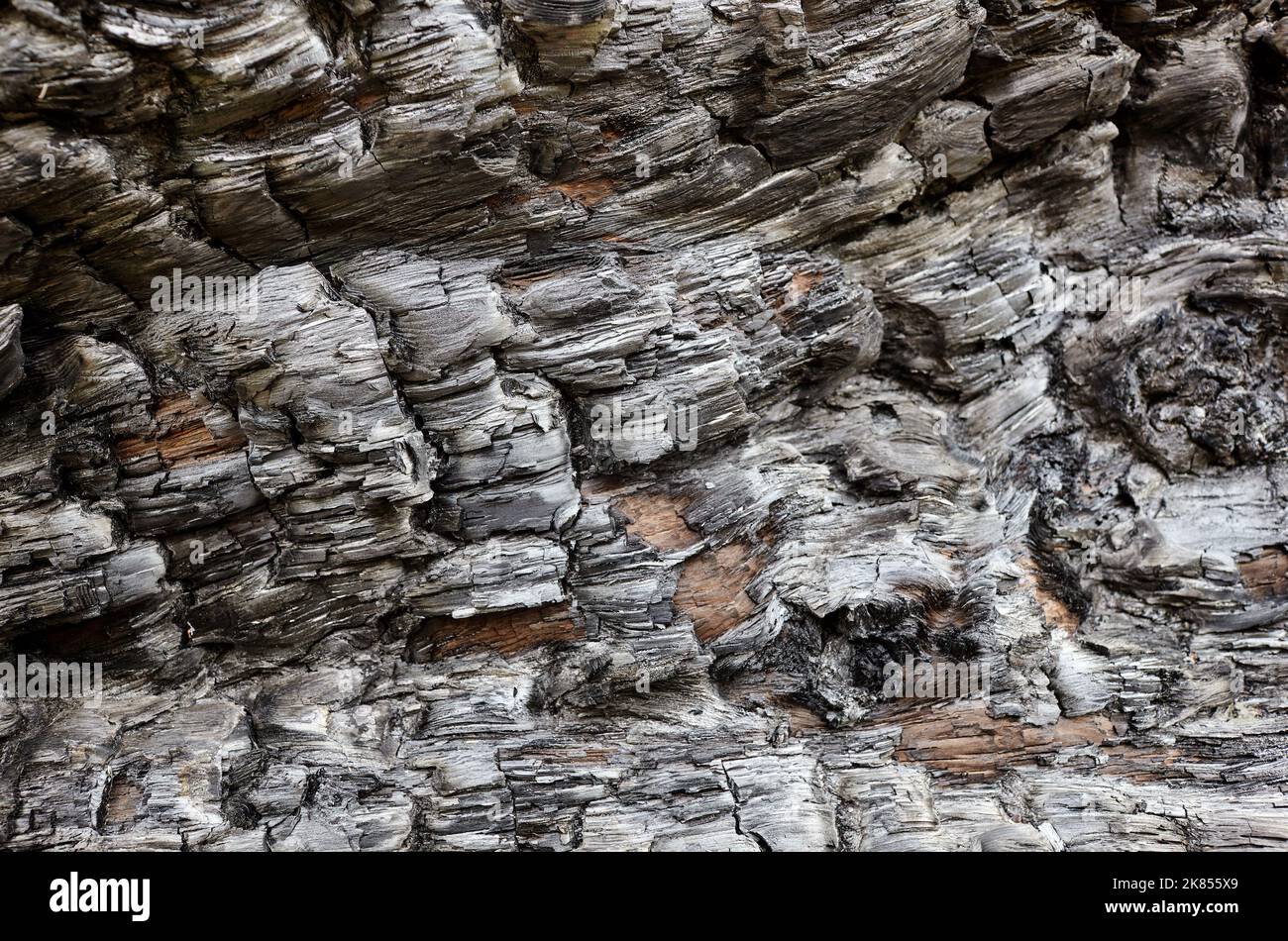 Burnt tree bark background. Tileable texture of burnt wood. Selective ...