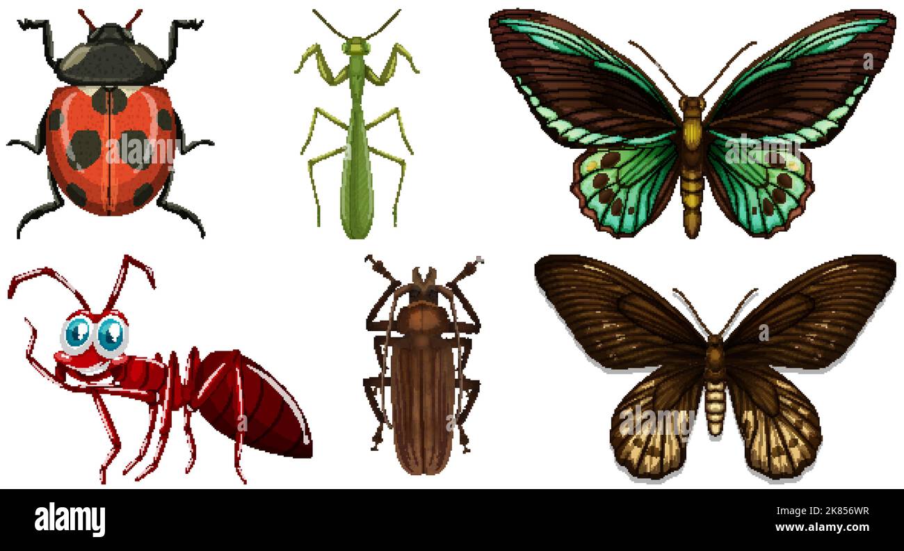 Collection of different insects vector illustration Stock Vector Image ...