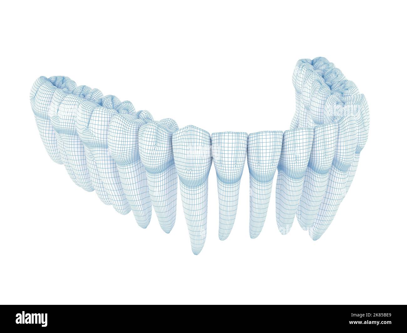 Morphology of mandibular teeth. Wire 3d model illustration Stock Photo ...