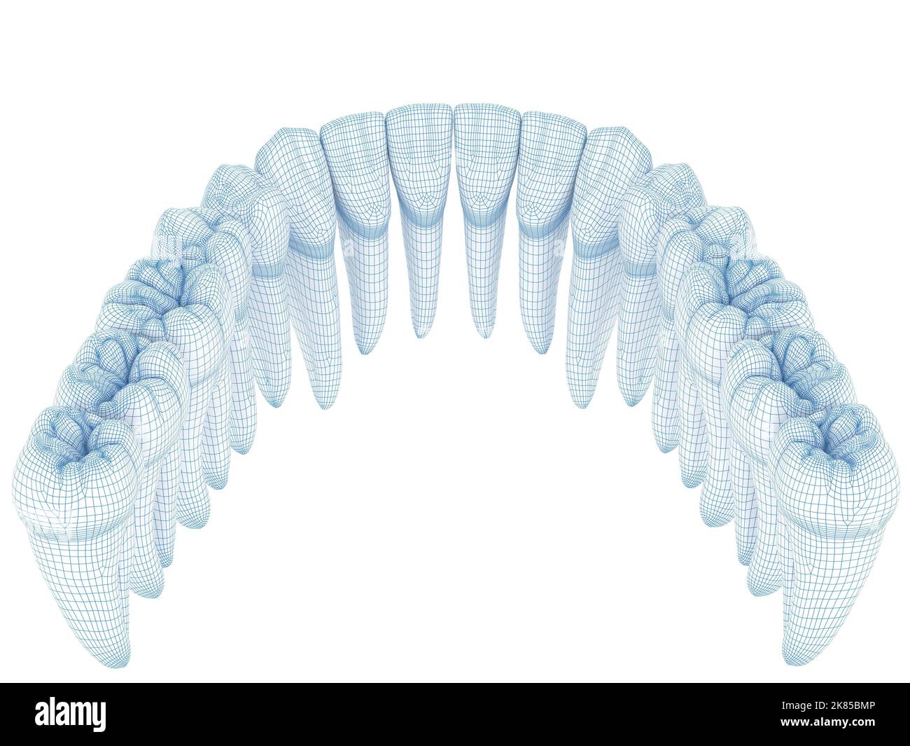 Morphology of mandibular teeth. Wire 3d model illustration Stock Photo ...