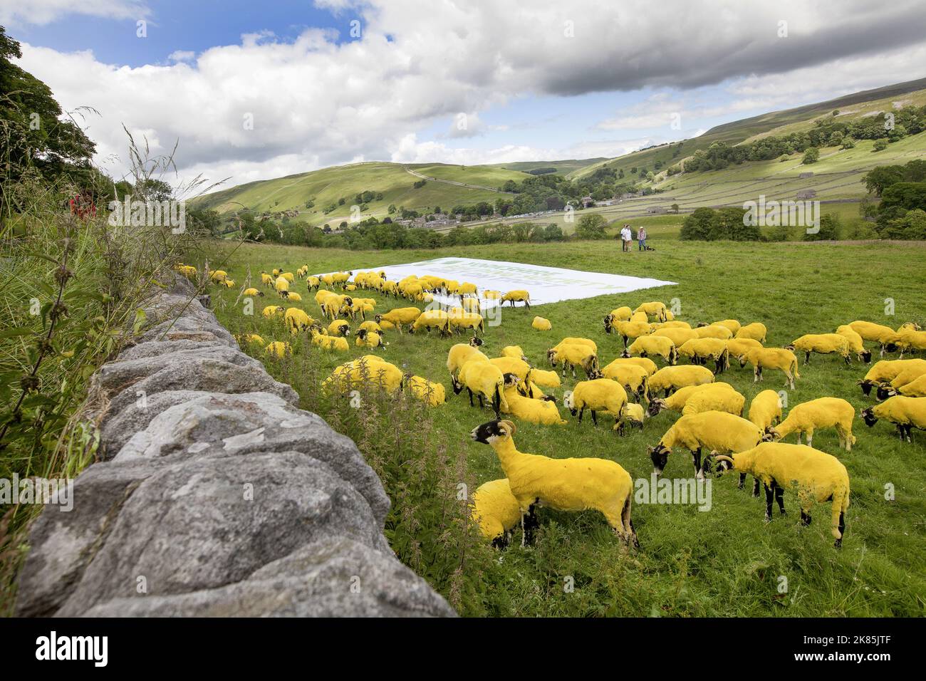 A herd of yellow sheep line the road on Stage 1 of the 2014 Tour De ...