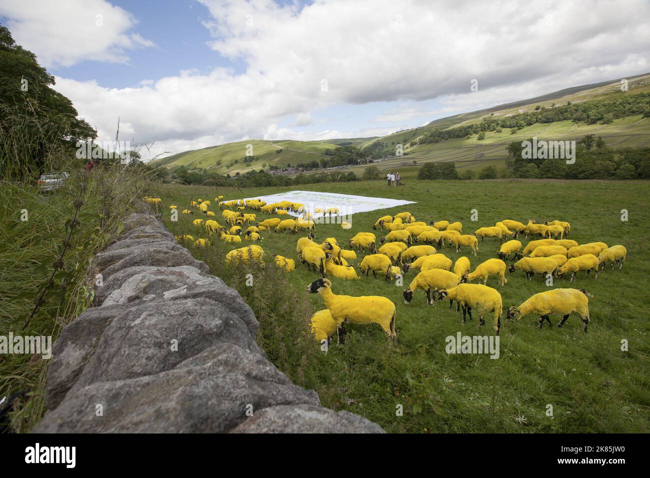 A herd of yellow sheep line the road on Stage 1 of the 2014 Tour De ...