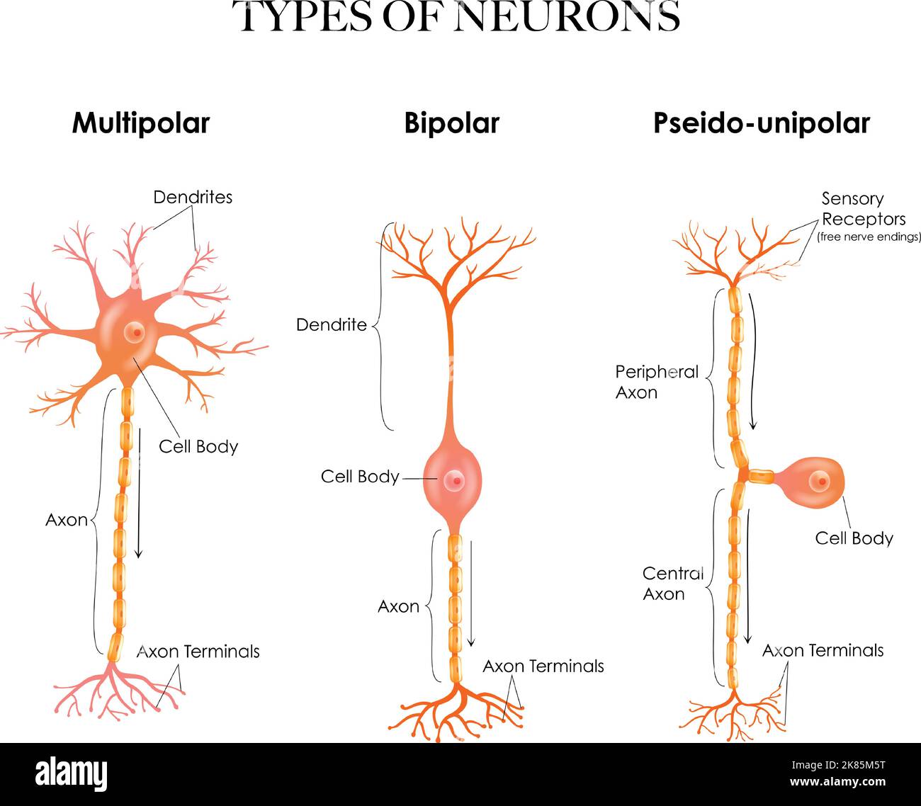 Pseudounipolar Neuron Pseudounipolar Neuron