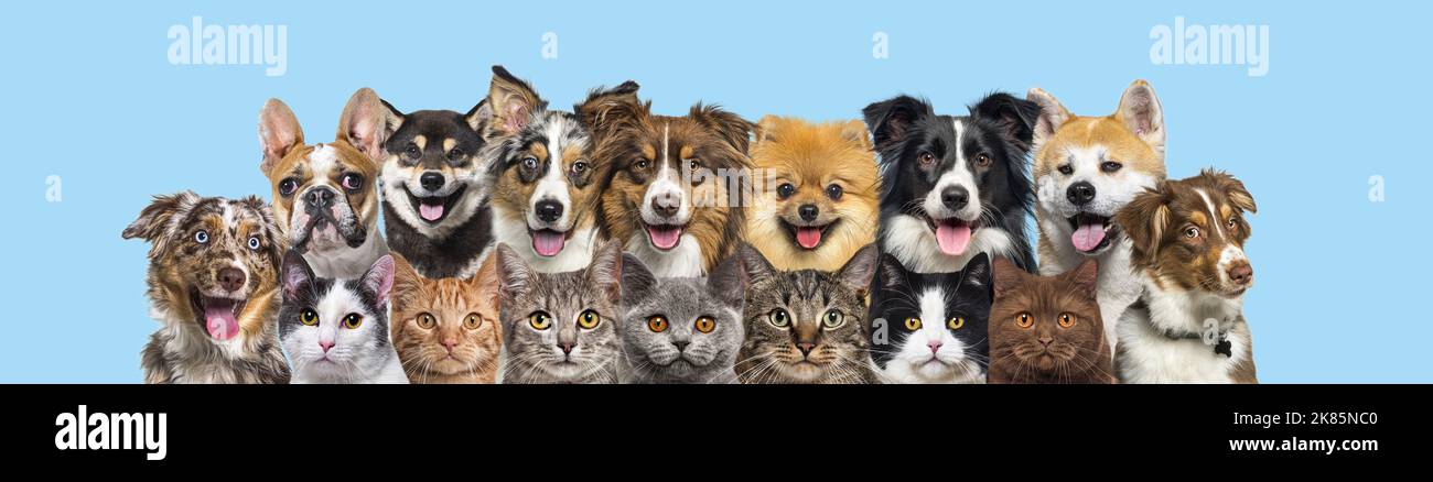 Many cats and dogs head shot, looking at the camera in a row on blue ...