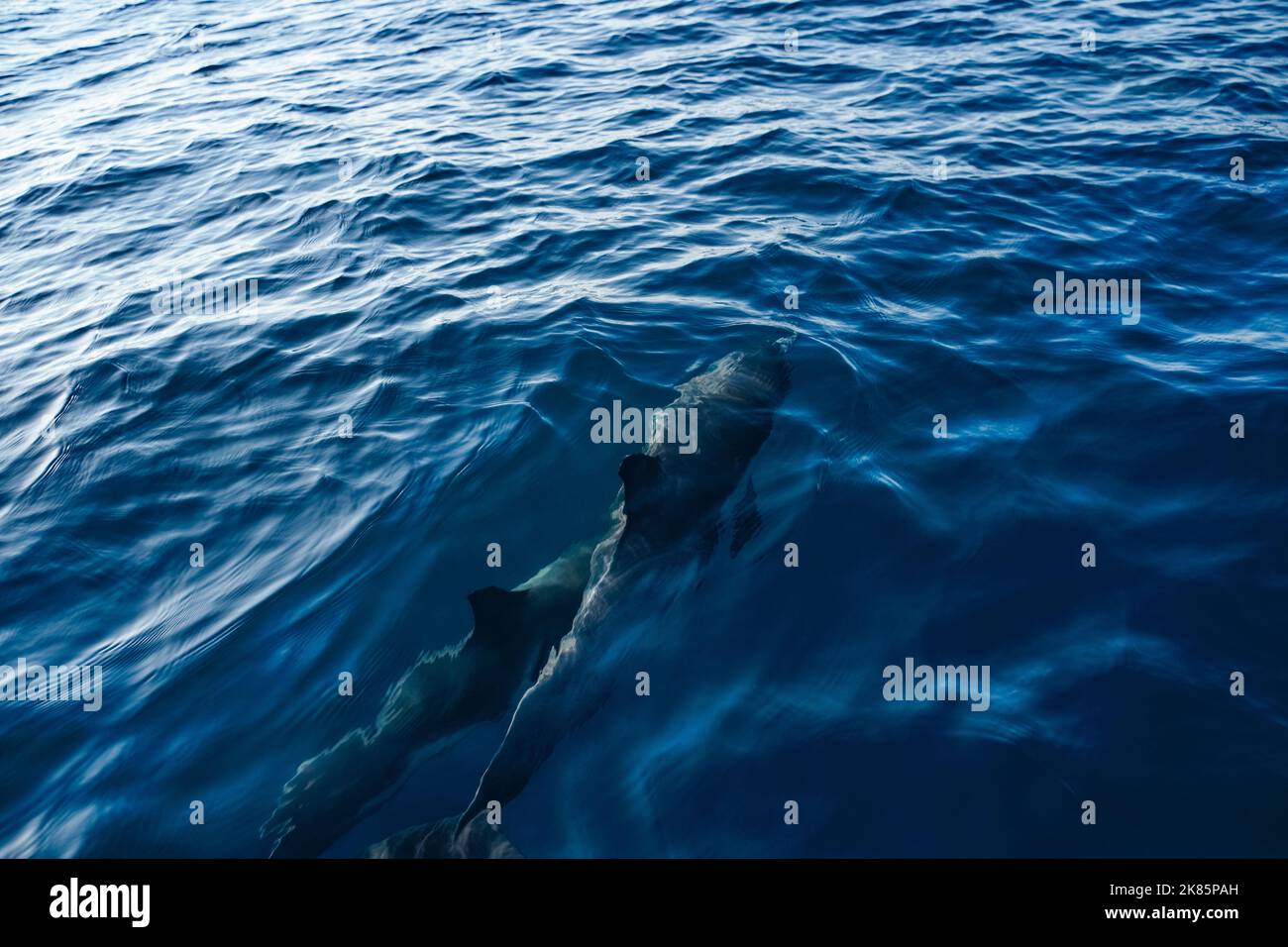 close up of a common dolphin underwater in the blue Pacific ocean on a ...