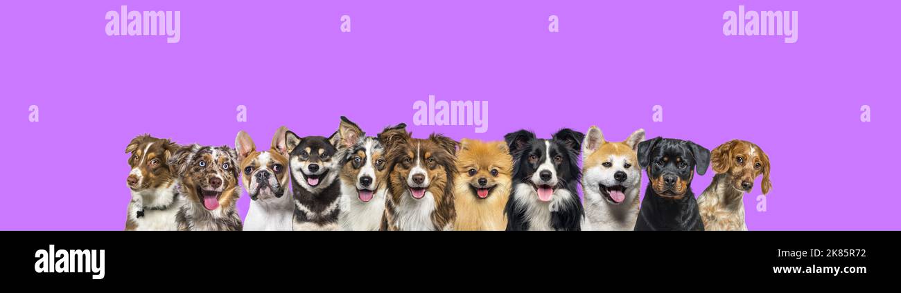 Many dogs head shot looking at the camera on Purple background Stock ...