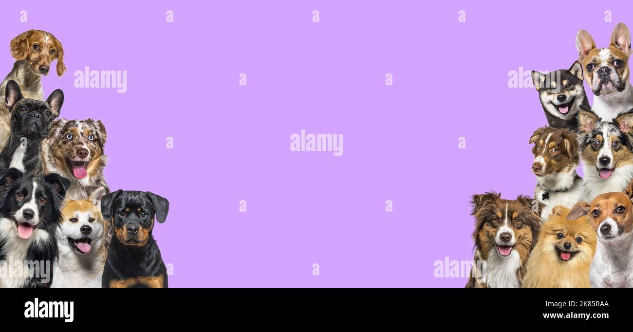 Two large group of dogs looking in all directions on purple background ...