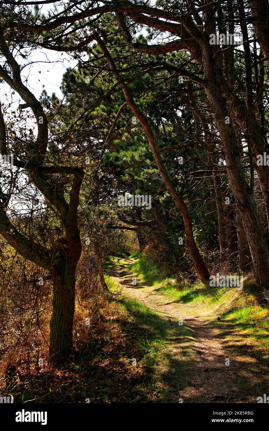 Nature Path, Island of Juist, Germany Stock Photo - Alamy