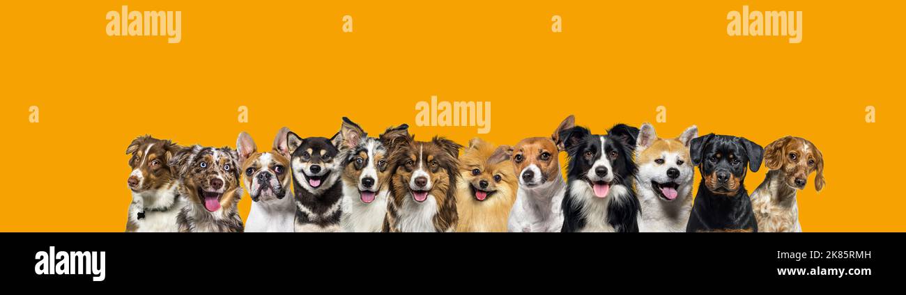Large group of dogs together in a row, looking at the camera on yellow ...