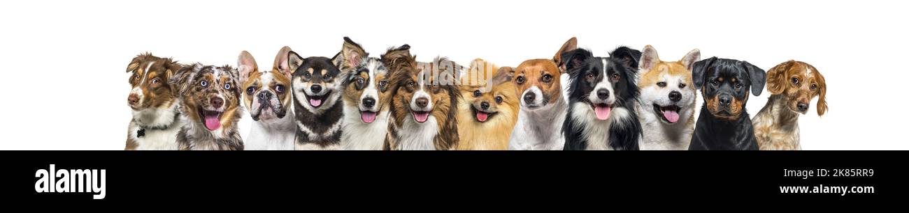Banner, large group of head shot dogs looking at the camera isolated on ...