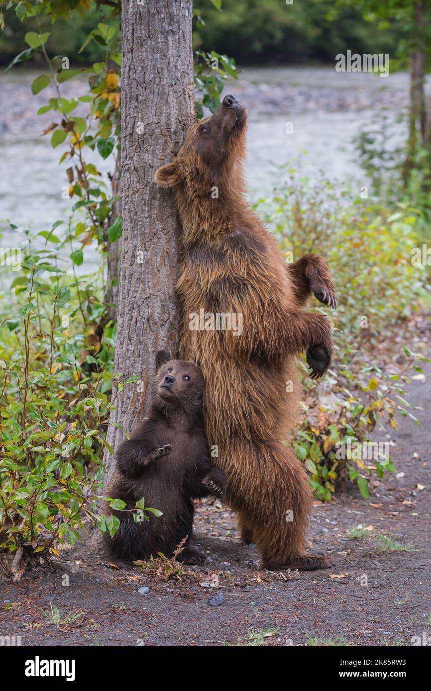 Mother and baby sharing a back scratch. British Columbia, Canada: THESE ...