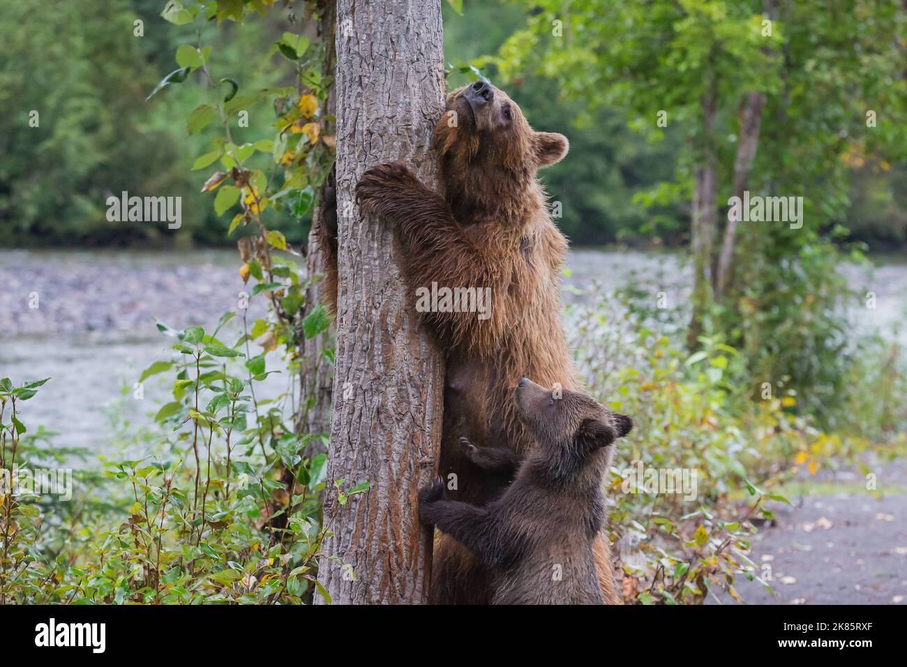 Mum teaches her baby how to scratch. British Columbia, Canada: THESE ...