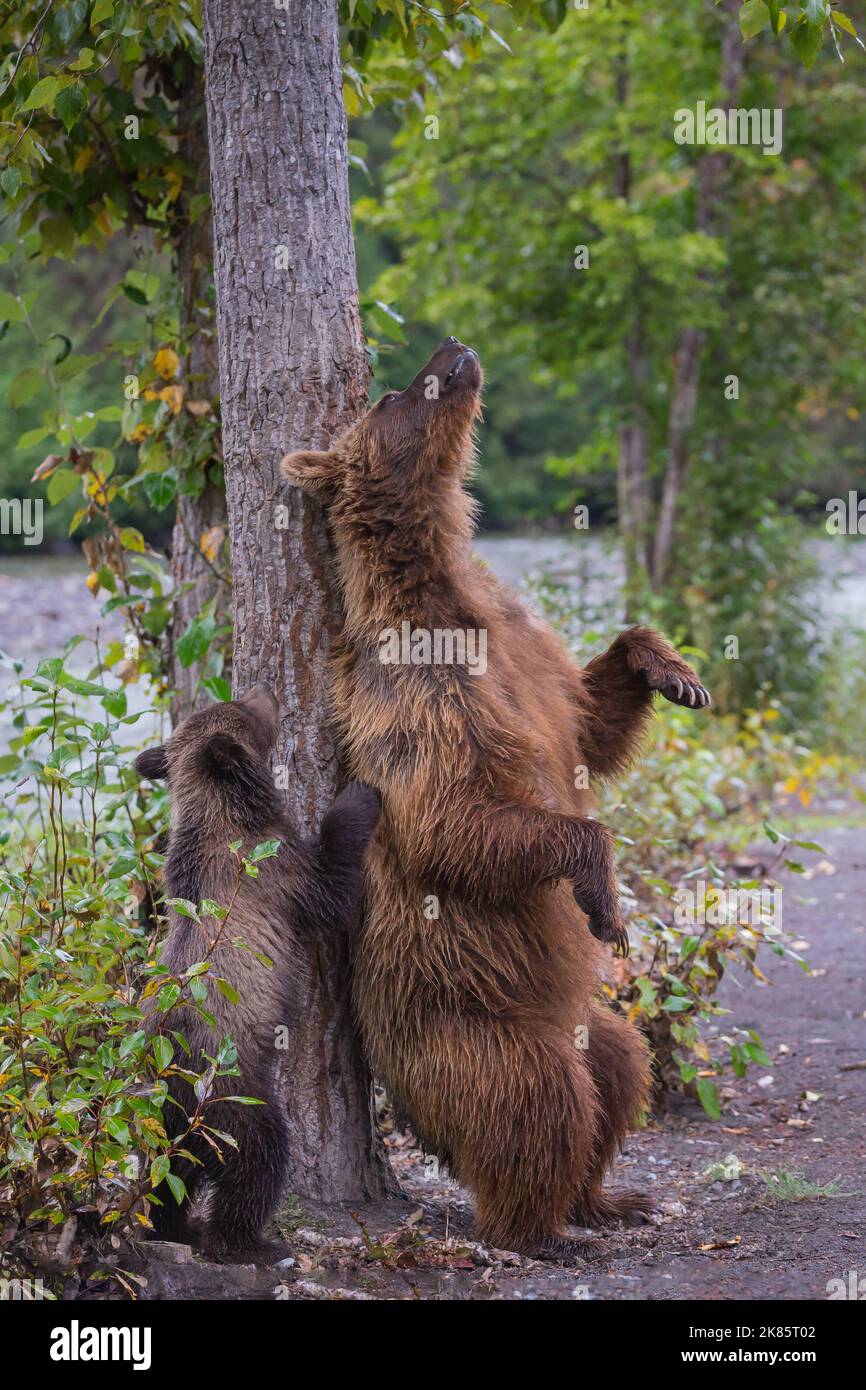 Mum shows how it is done. British Columbia, Canada: THESE ADORABLE ...