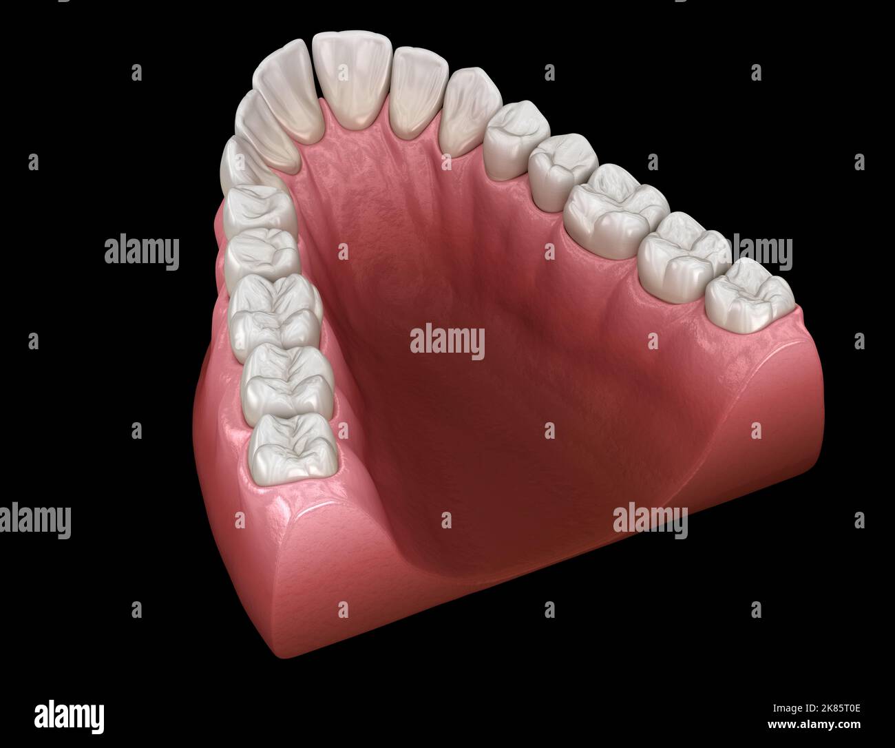 V-shape tapered arch form of maxilla. Medically accurate tooth 3D ...