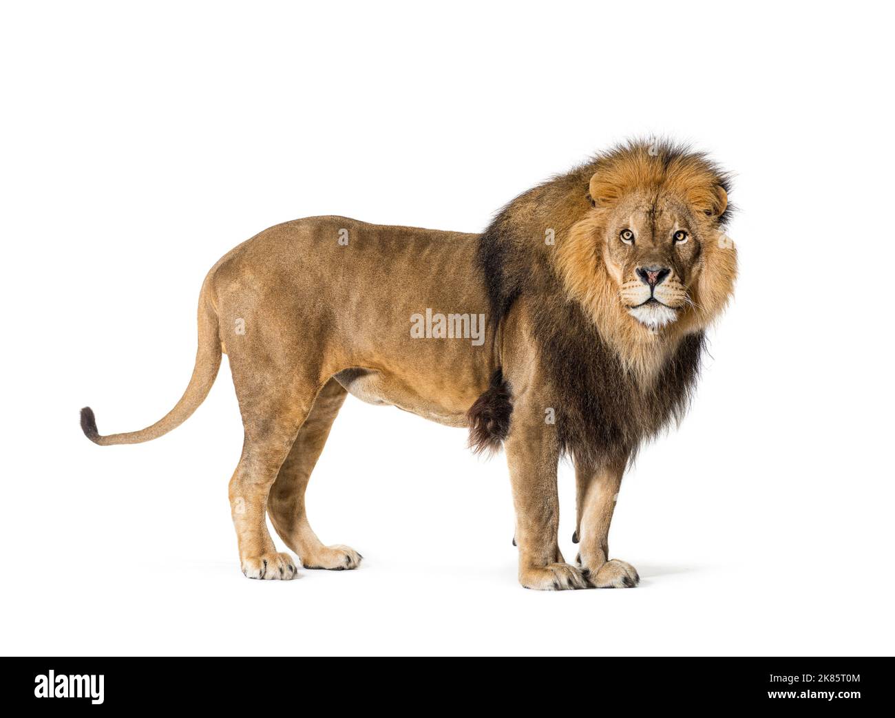 Side view of a male lion looking back, isolated on white Stock Photo ...