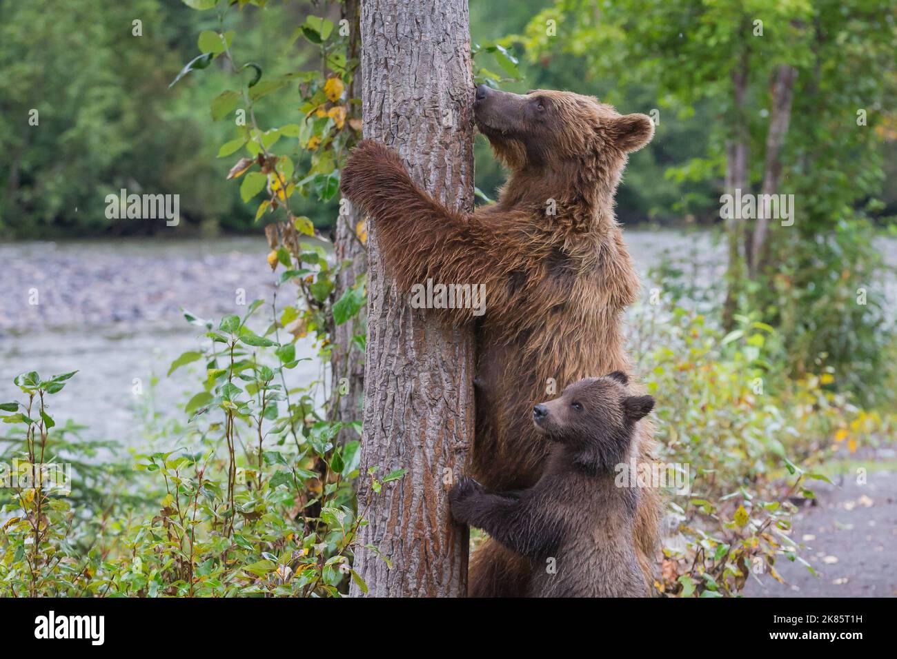The cub imitates grabbing the tree. British Columbia, Canada: THESE ...