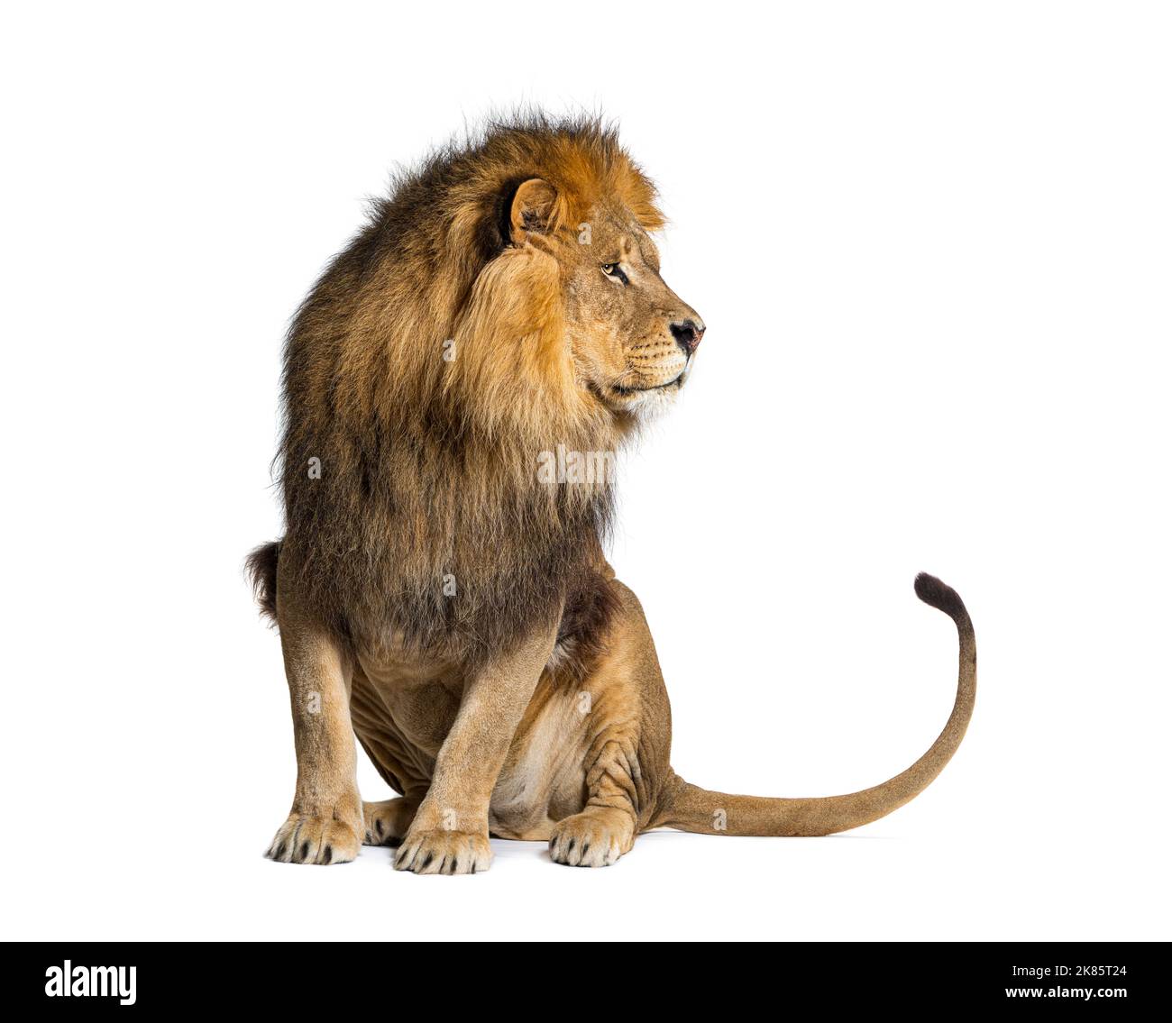 Lion pulling a face and looking at the camera, isolated on white Stock ...