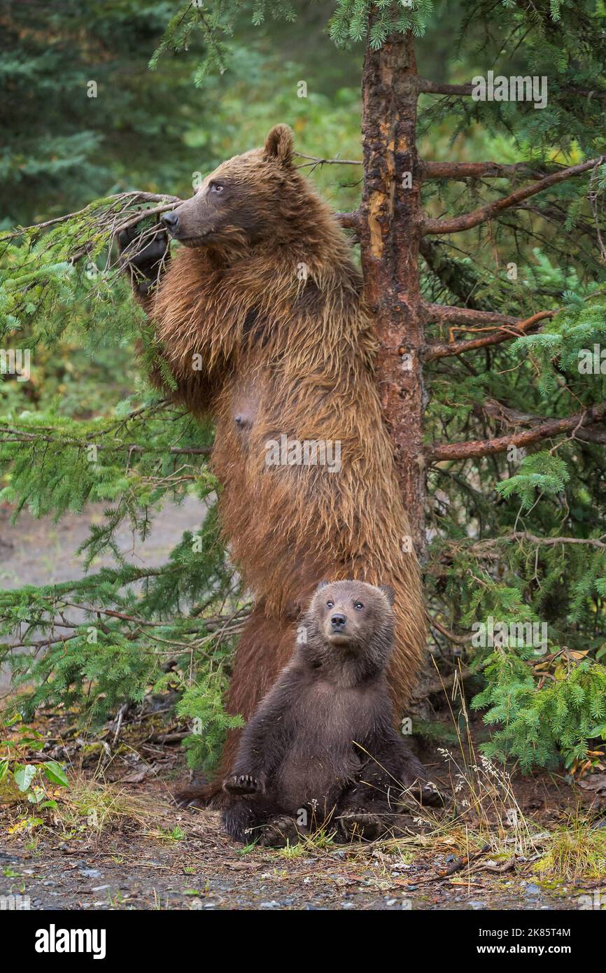 Mum makes the perfect scratching post. British Columbia, Canada: THESE ...