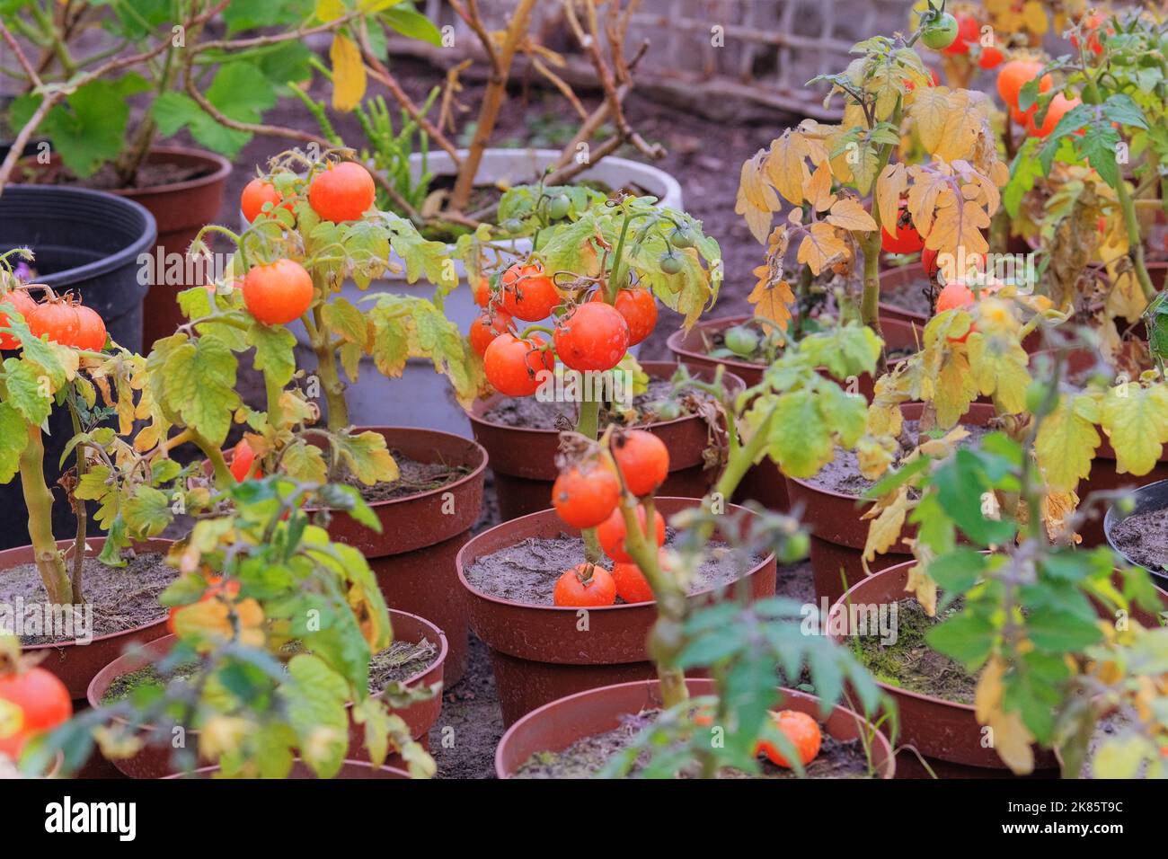 Tomato is growing in rustic garden. Organic tomatoes in farming and ...