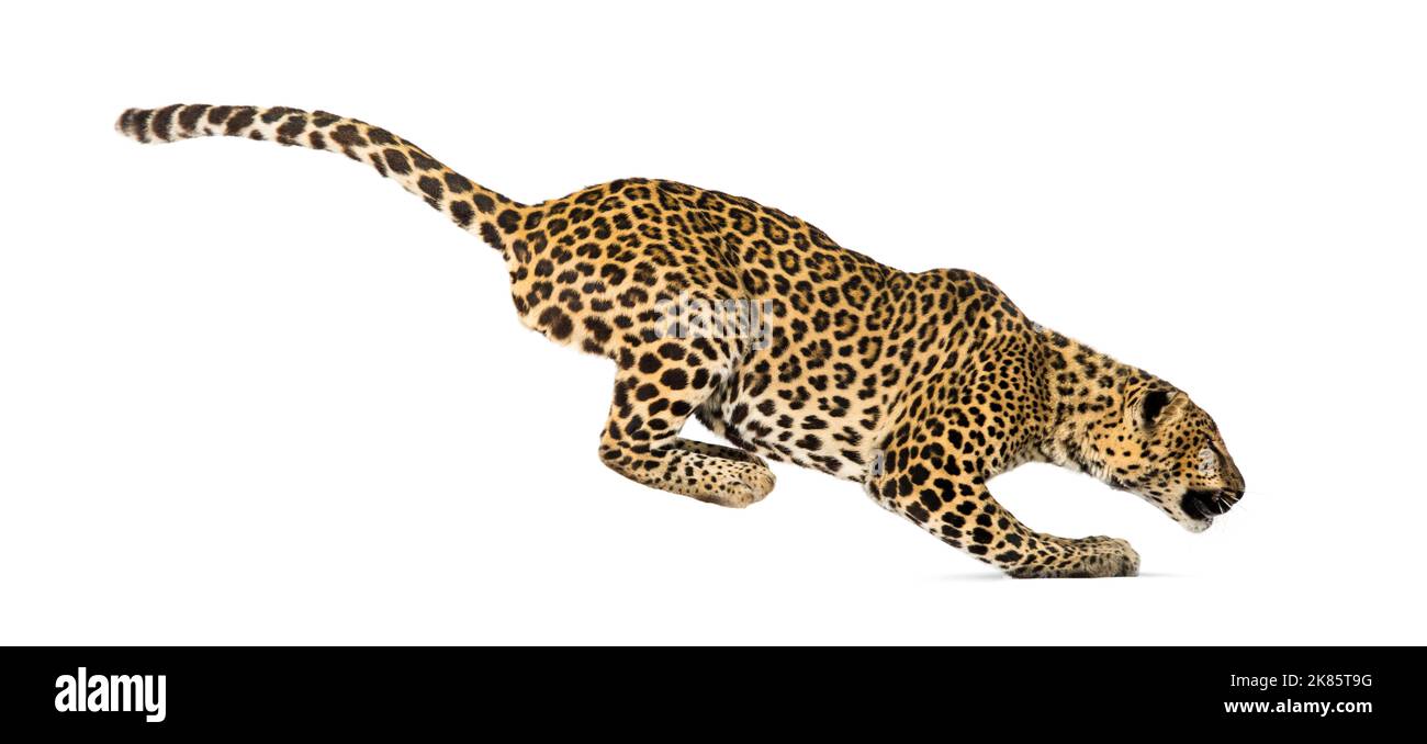 Leopard side profile cut out Cut Out Stock Images & Pictures - Alamy