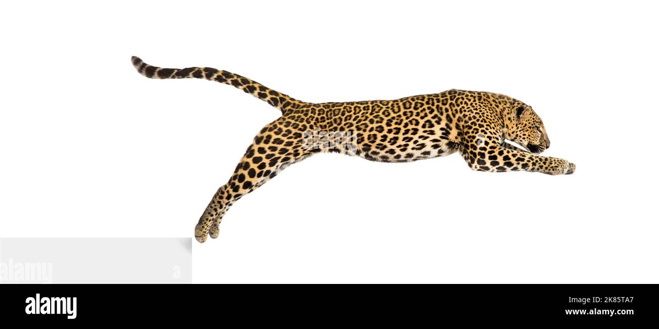 Side view of a spotted leopard leaping, panthera pardus, isolated on ...