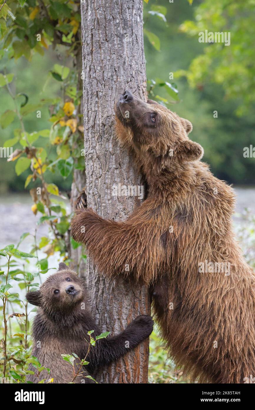 The cub copies mums actions. British Columbia, Canada: THESE ADORABLE ...