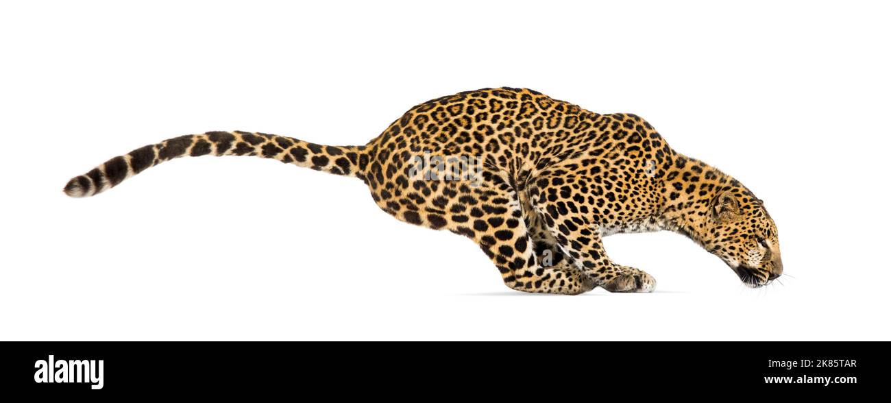 Side view of a spotted leopard leaping, panthera pardus, isolated on ...