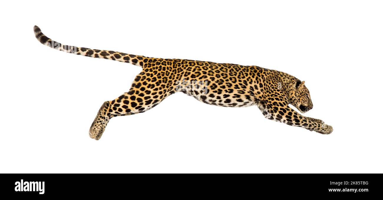 Leaping cat silhouette hi-res stock photography and images - Alamy