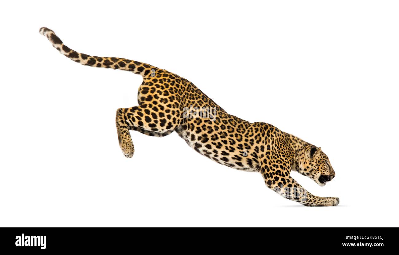 Side view of a spotted leopard leaping, panthera pardus, isolated on ...