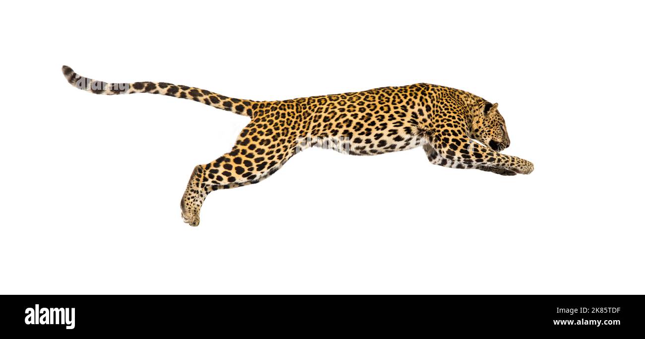 Side view of a spotted leopard leaping, panthera pardus, isolated on ...