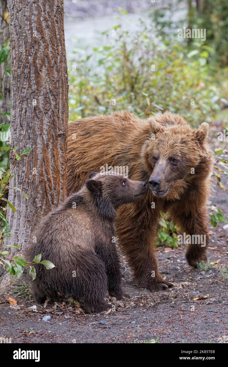 Mum and cub share a tender kiss. British Columbia, Canada: THESE ...