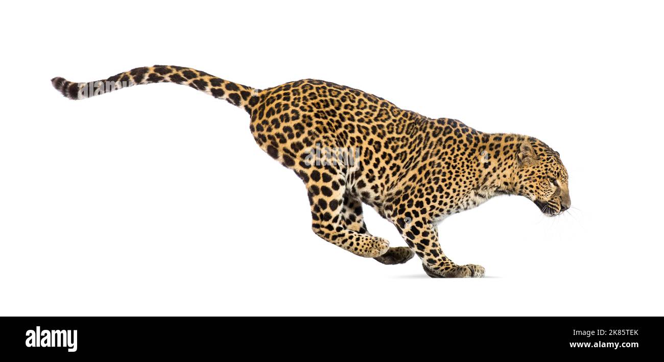 Leopard side profile cut out Cut Out Stock Images & Pictures - Alamy