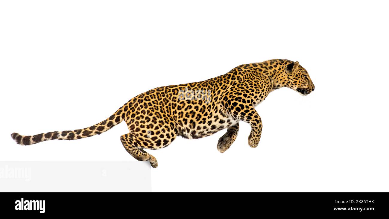 Side view of a spotted leopard leaping, panthera pardus, isolated on ...