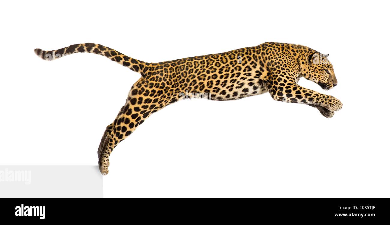 People hunting leopard hi-res stock photography and images - Alamy