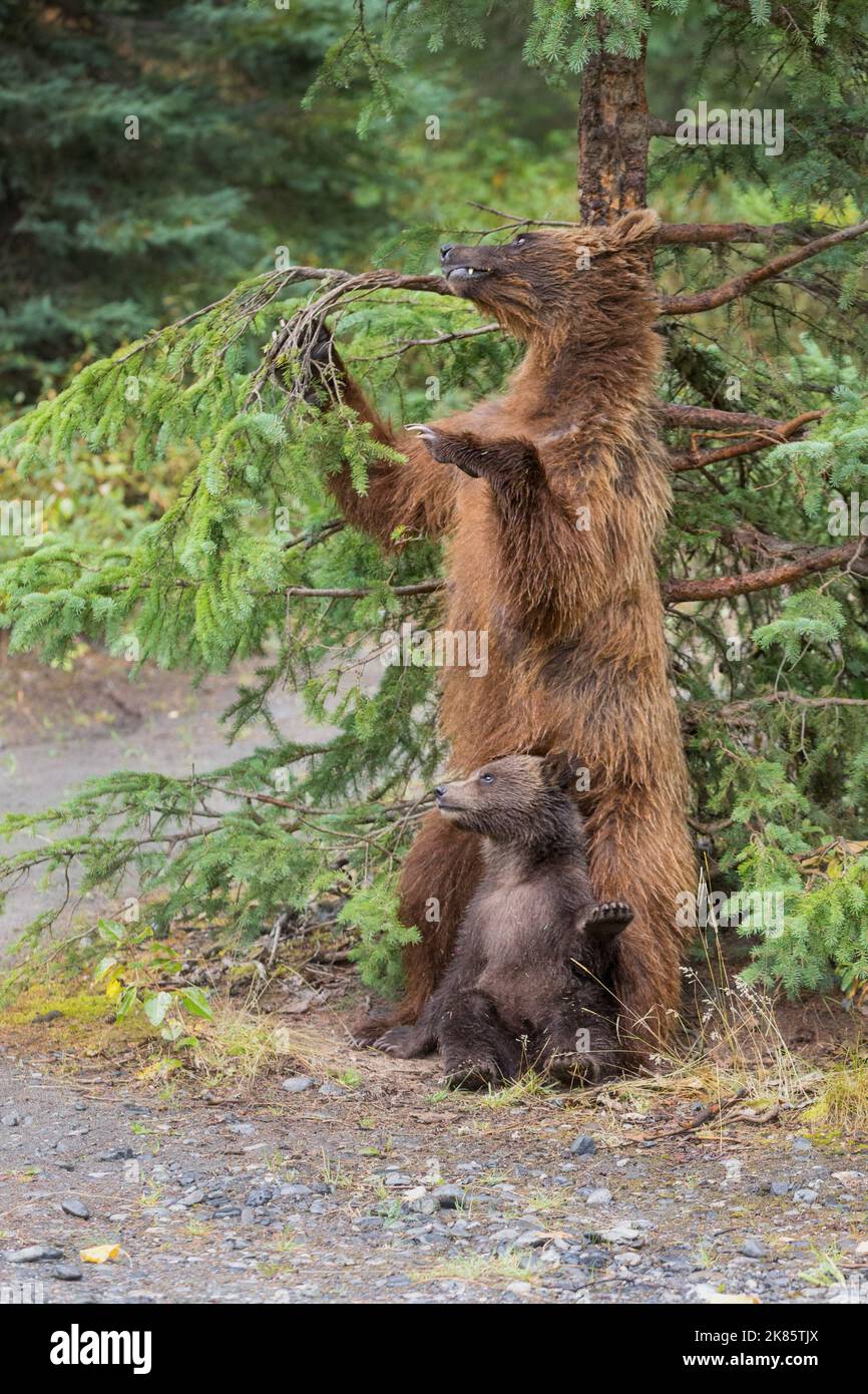 Baby nestles into mum. British Columbia, Canada: THESE ADORABLE images ...