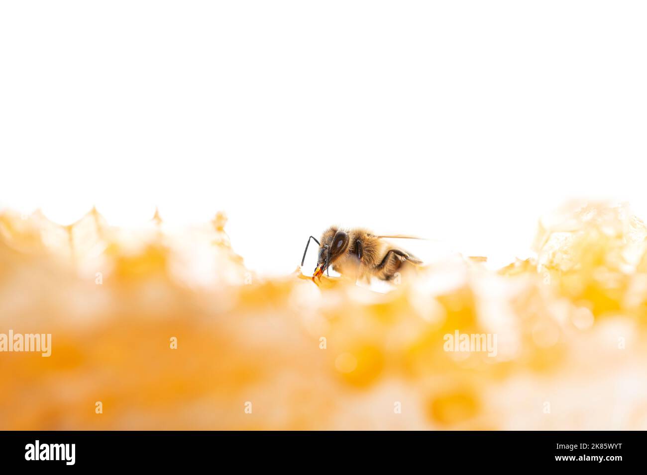 Bee eating honey with its tongue. View through pieces of honeycomb ...