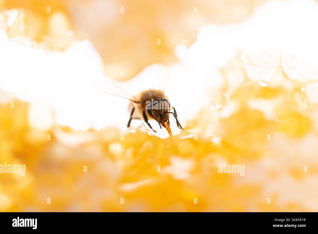 Bee eating honey with its tongue. View through pieces of honeycomb ...