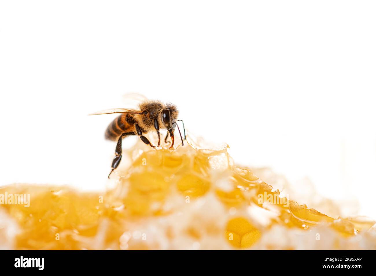 Bee eating honey with its tongue. View through pieces of honeycomb ...