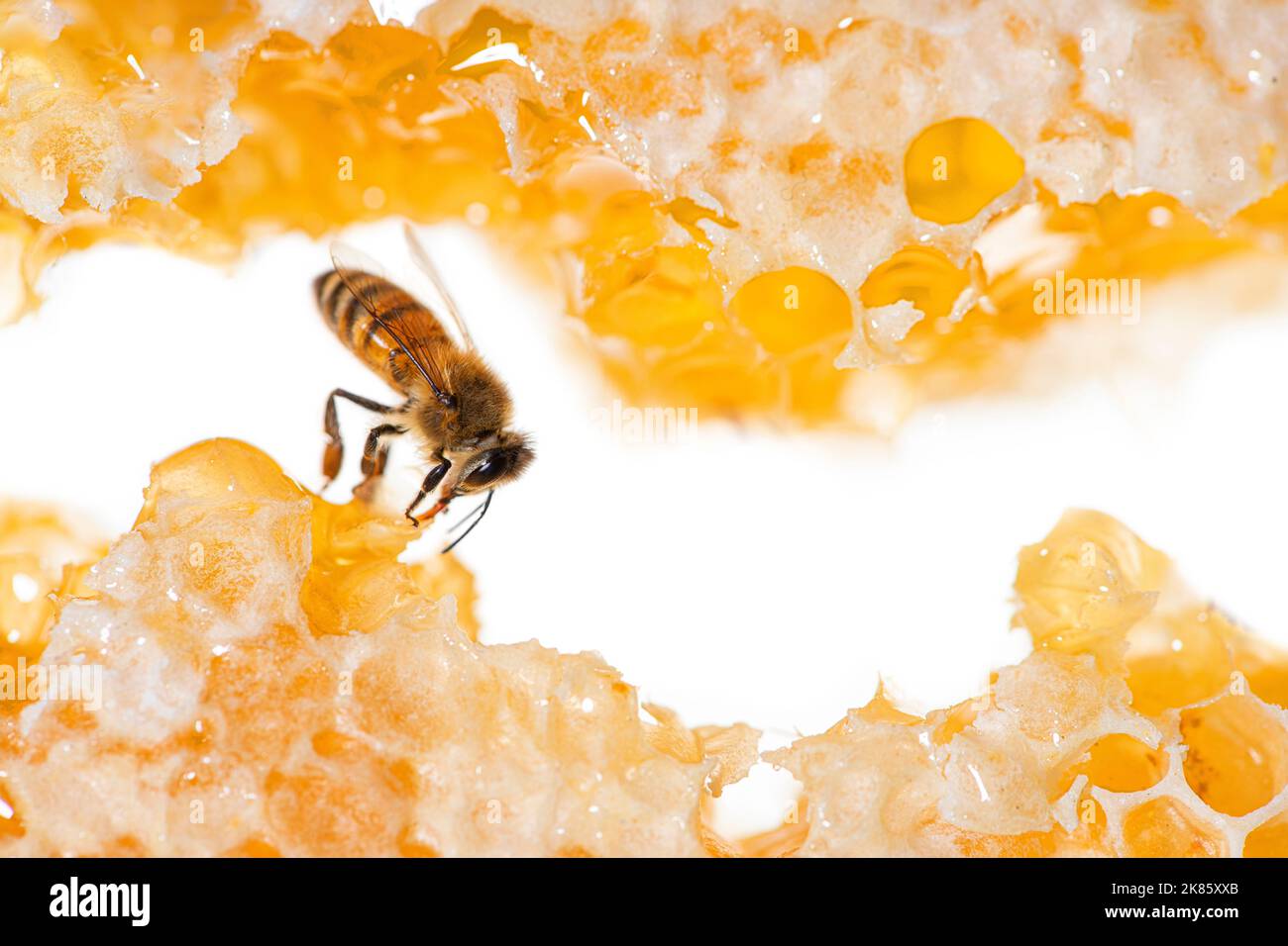 Bee eating honey with its tongue. View through pieces of honeycomb ...