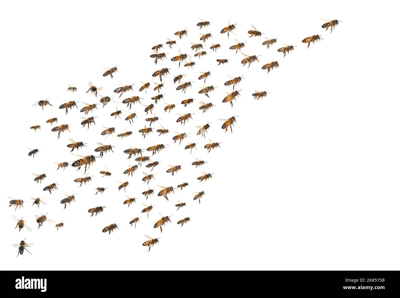 swarm of bees in flight isolated on white background Stock Photo - Alamy swarm of bees in flight isolated on white background Stock Photo - Alamy