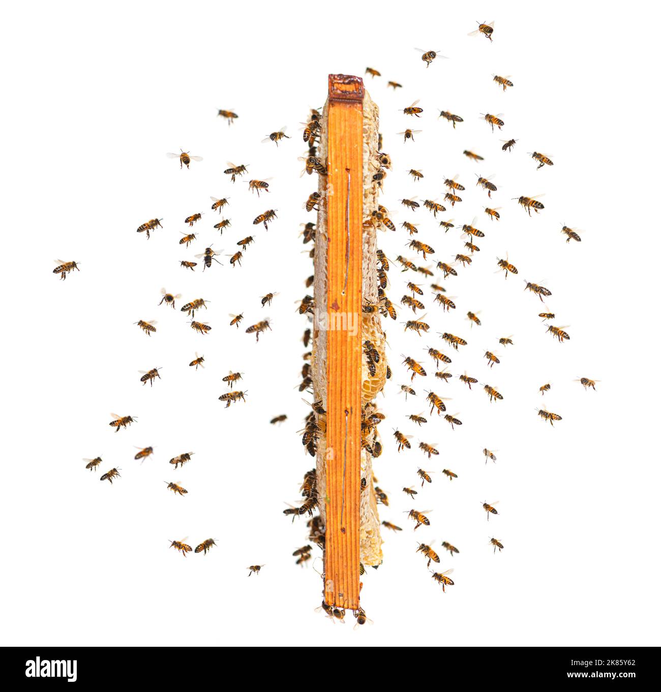 swarm of bees flying towards a hive frame, isolated on a white ...