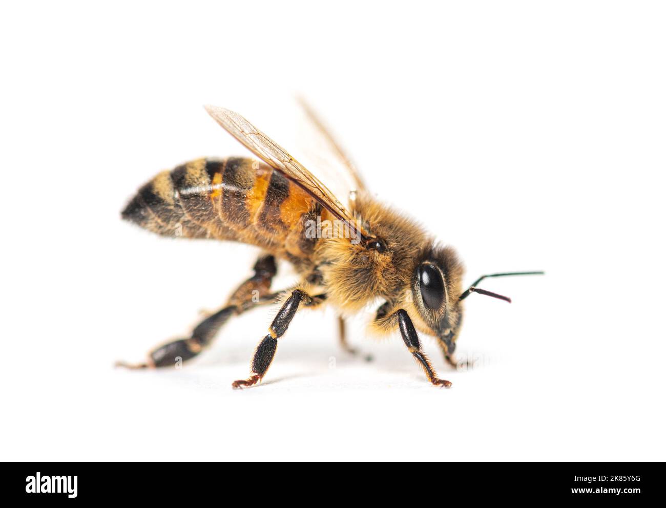 Side view of a Honing bee isolated on white Stock Photo - Alamy