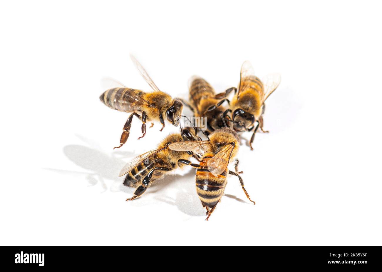 Fighting bee Cut Out Stock Images & Pictures - Alamy