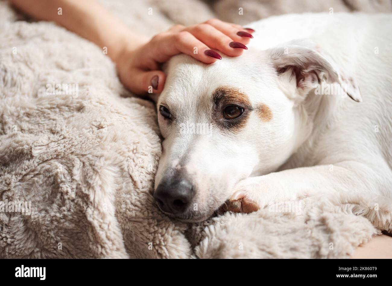 Woman hand touching a cute relaxed jack russell dog. The atmosphere of ...