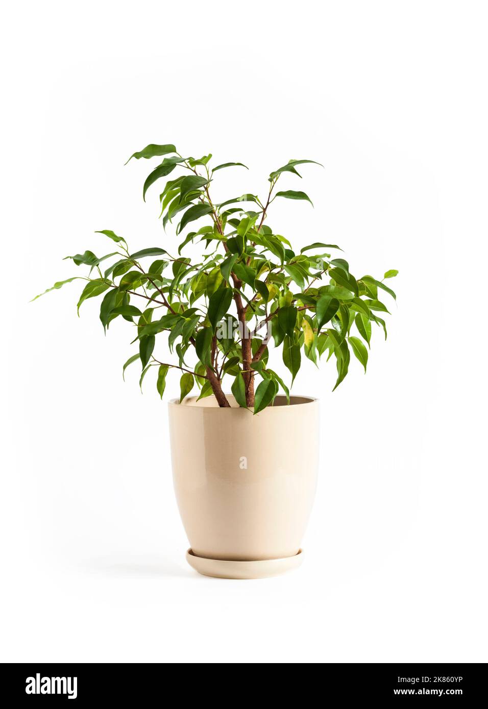 Potted Ficus benjamina plant isolated on white background Stock Photo ...