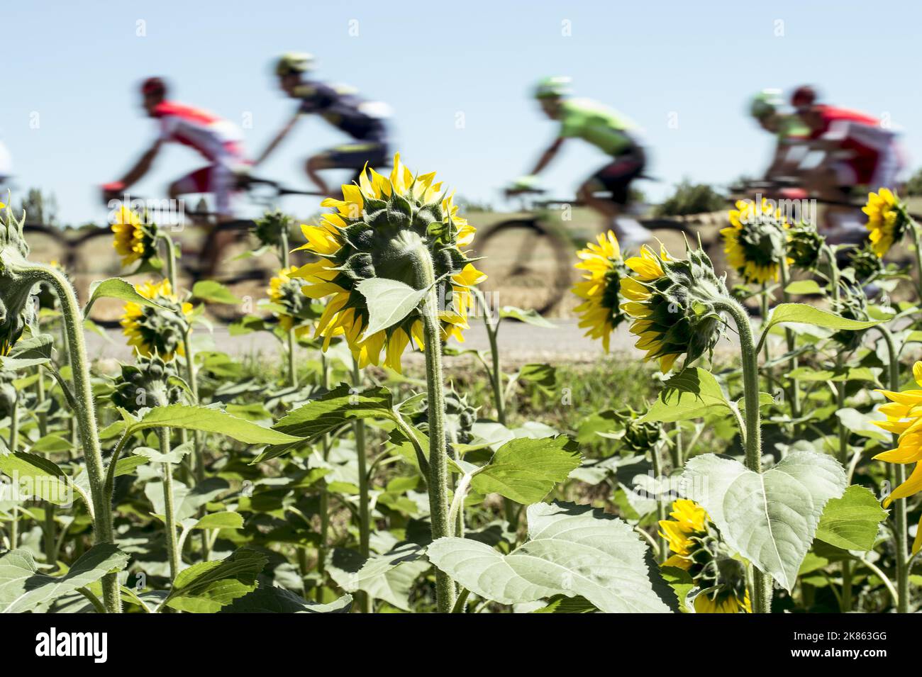 The peleton ride through Sunflower fields in the Tarn countryside in ...