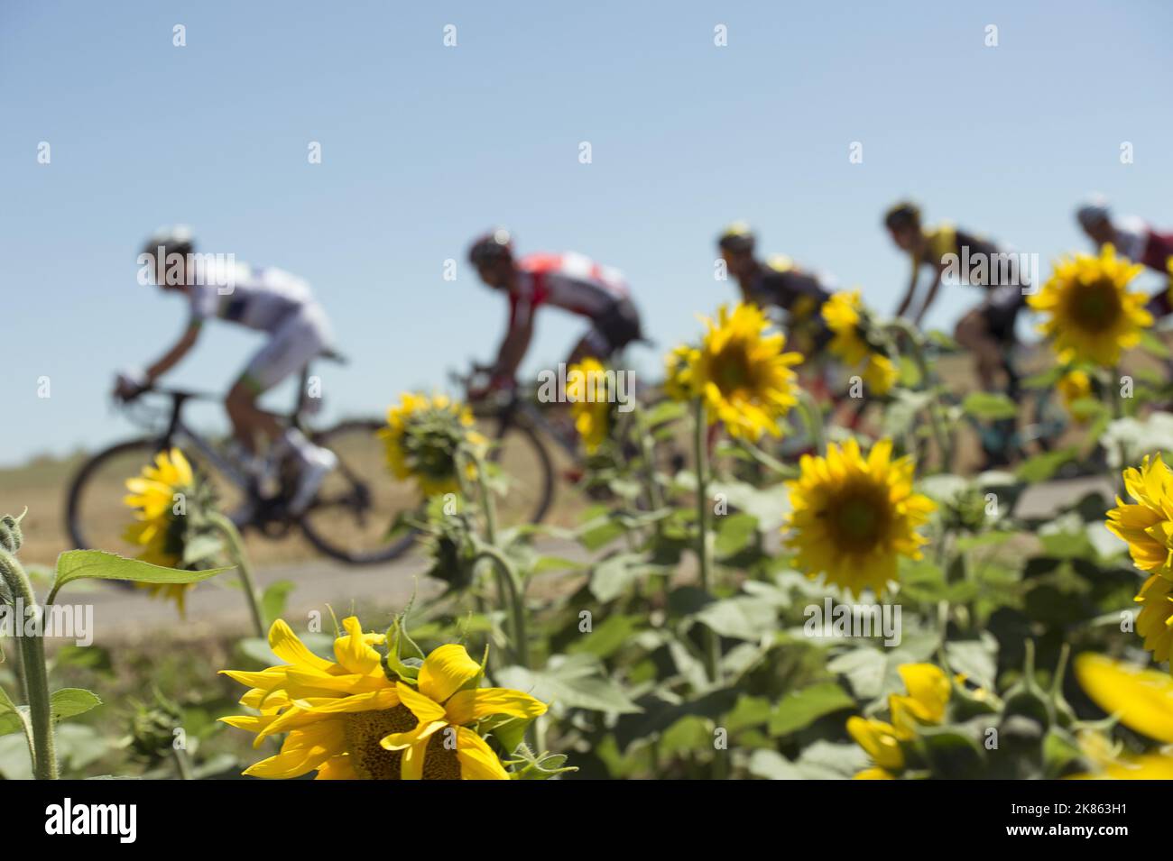 The peleton ride through Sunflower fields in the Tarn countryside in ...