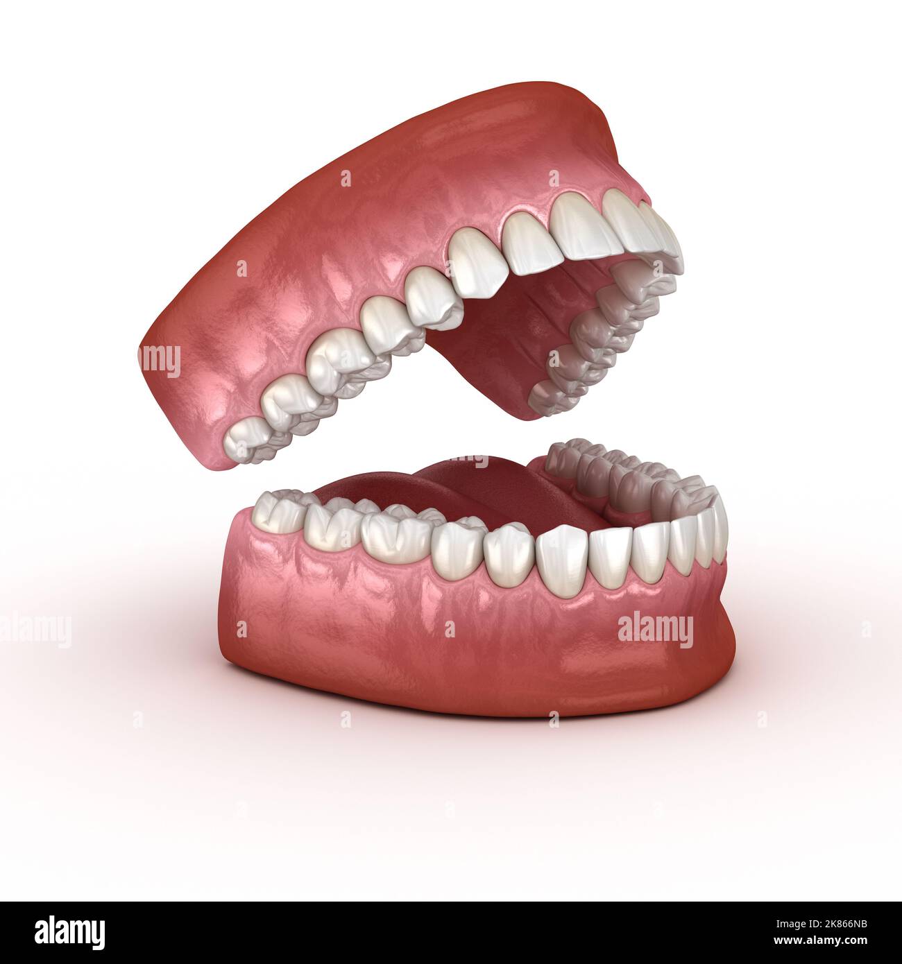 Dental anatomy - Opened Dentures. Medically accurate dental 3D ...